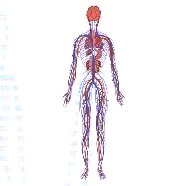 Surprising Facts About Your Circulatory System